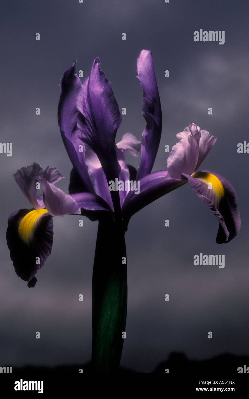 purple flower, storm clouds Stock Photo - Alamy