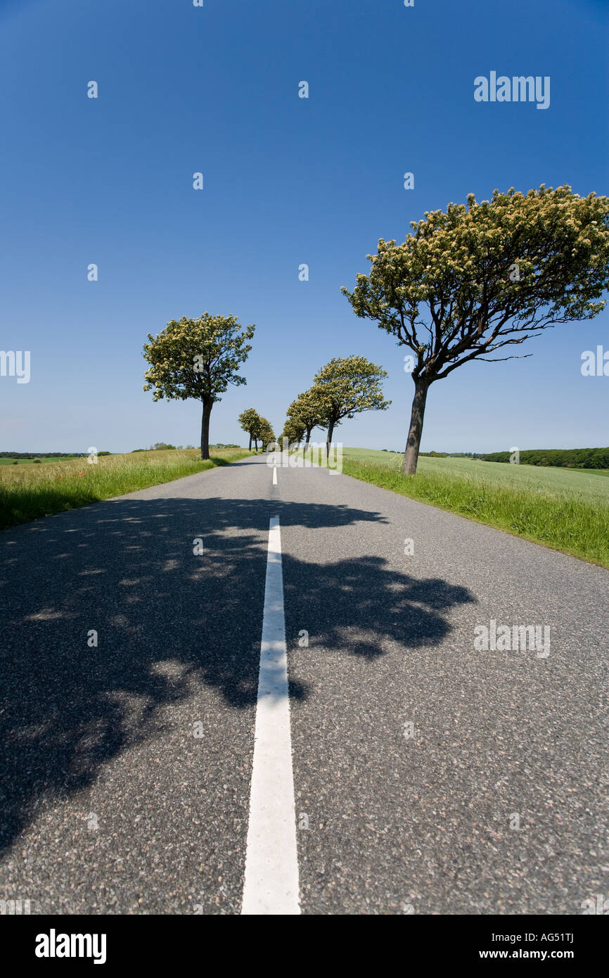 Tree Lined Road 1 A straight road with a white center line and lined ...