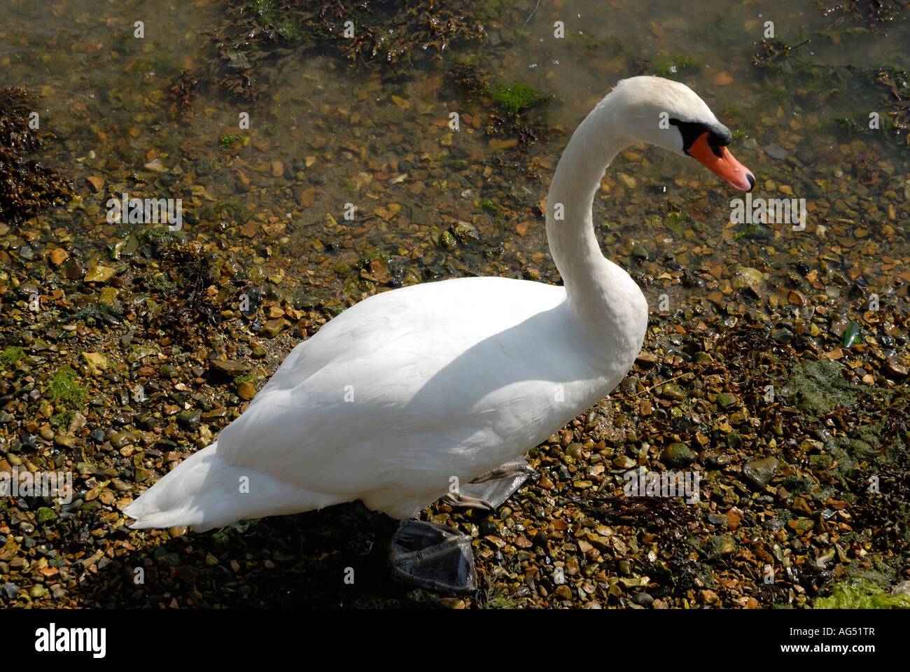 Swan out of water viewed from above Stock Photo - Alamy