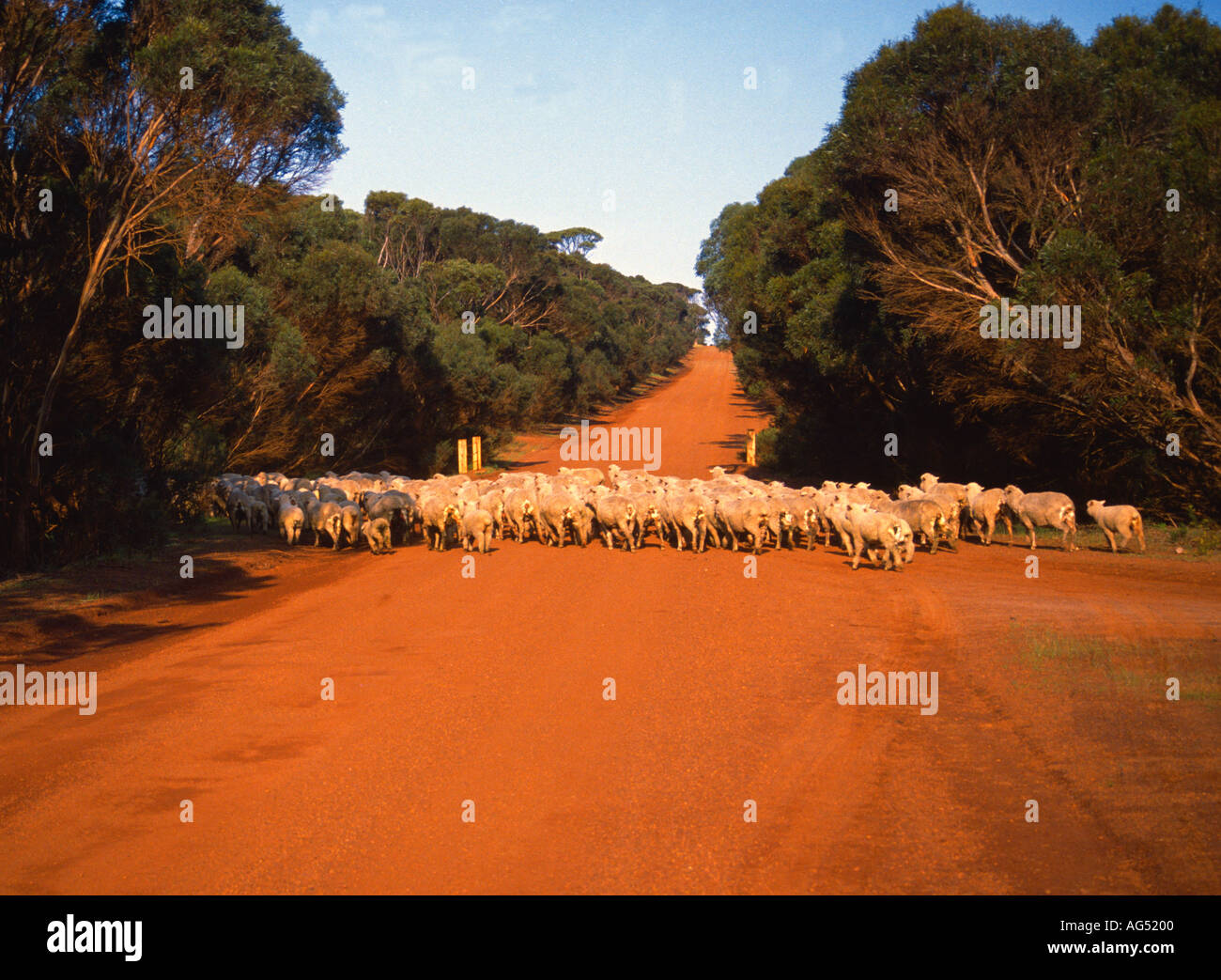 Sheep road australia hi-res stock photography and images - Alamy
