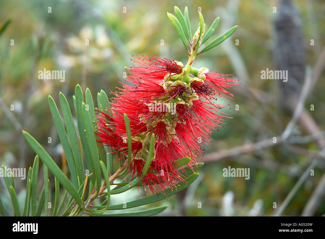 Calistamon flower growing in natural habitat Stock Photo - Alamy