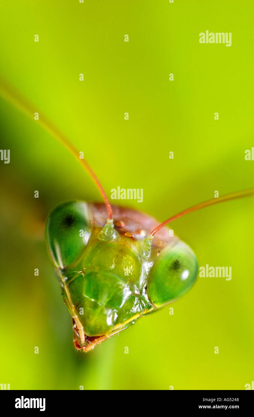 Closeup of Praying Mantis Head Stock Photo - Alamy
