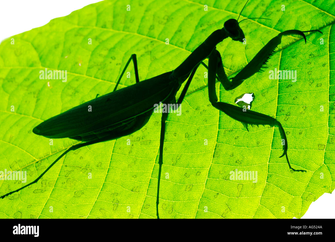 Praying Mantis on Leaf Stock Photo - Alamy