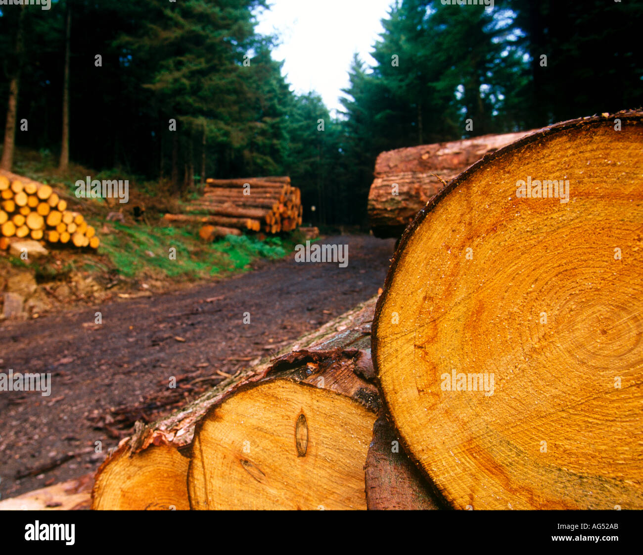 Sawn timber log end close up with log piles and trees in background in ...