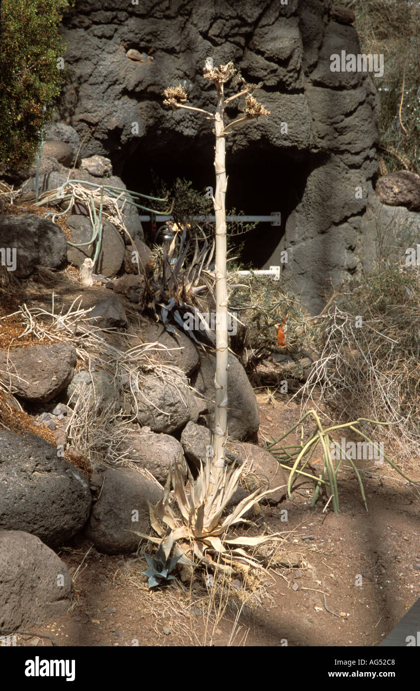 Biosphere 2 Sonoran Desert Arizona USA Desert Section Interior Stock ...