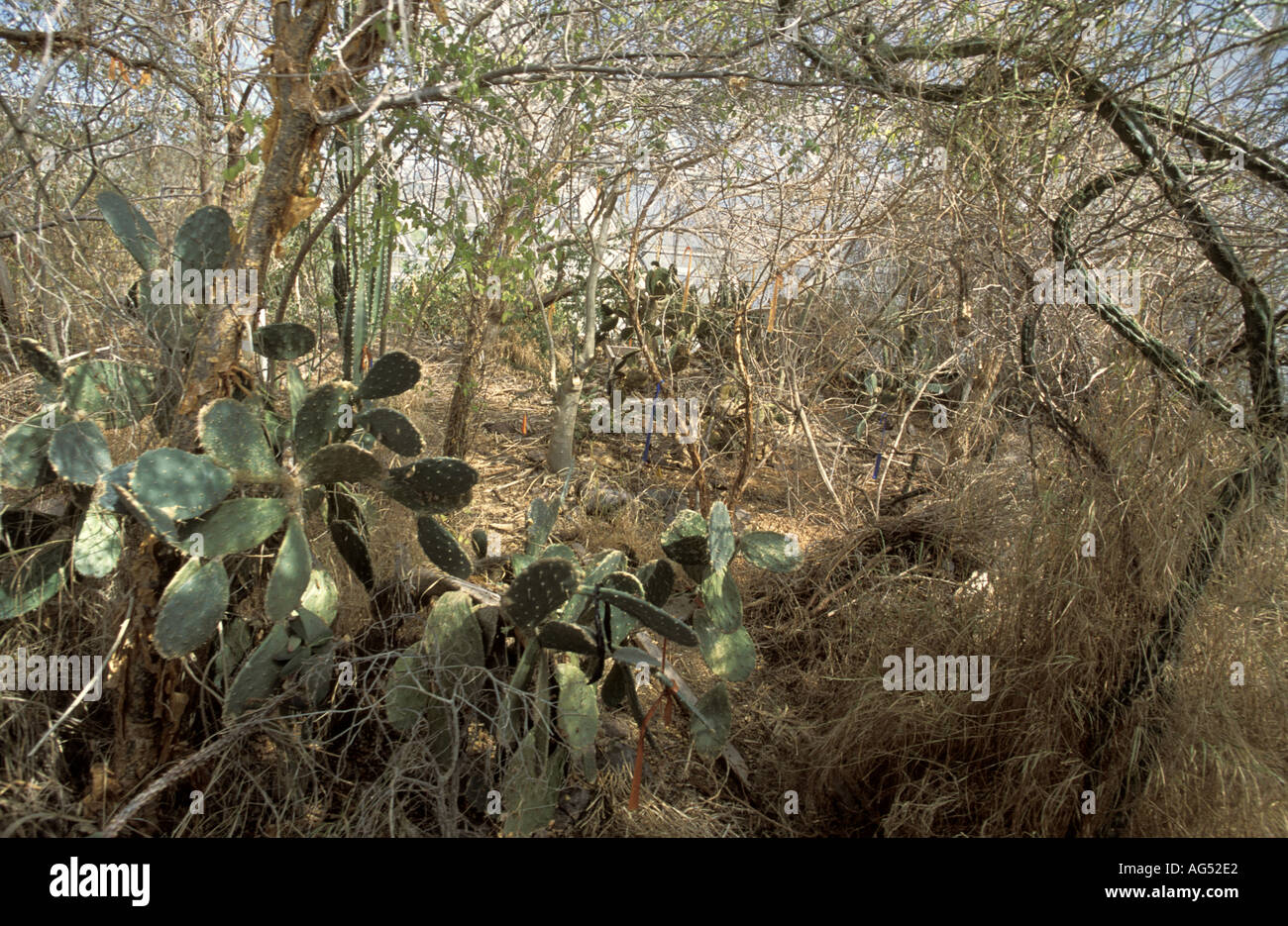 Biosphere 2 Sonoran Desert Arizona USA Desert Section Interior Stock ...