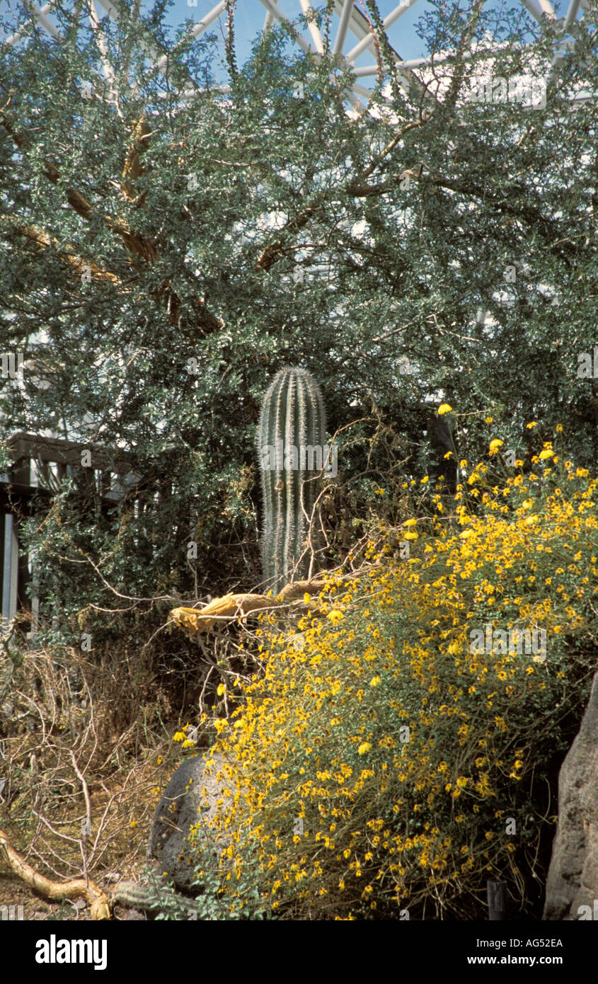 Biosphere 2 Sonoran Desert Arizona USA Desert Section Interior Stock ...