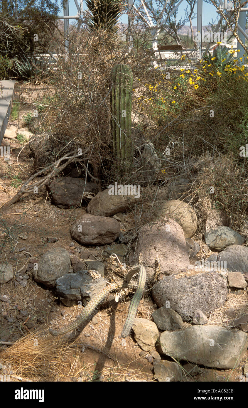 Biosphere 2 Sonoran Desert Arizona USA Desert Section Interior Stock ...