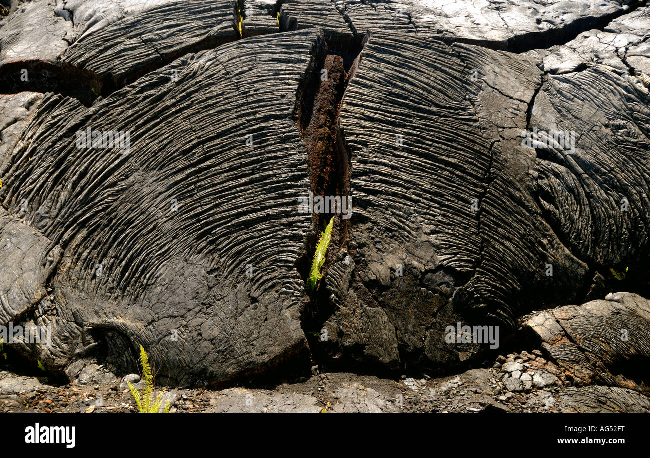 frozen lava being recolonised Stock Photo - Alamy