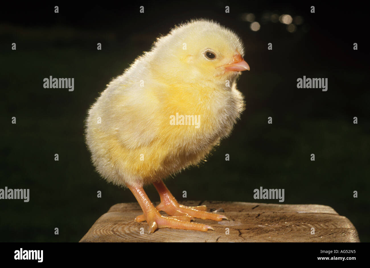 chick - standing on stump Stock Photo - Alamy