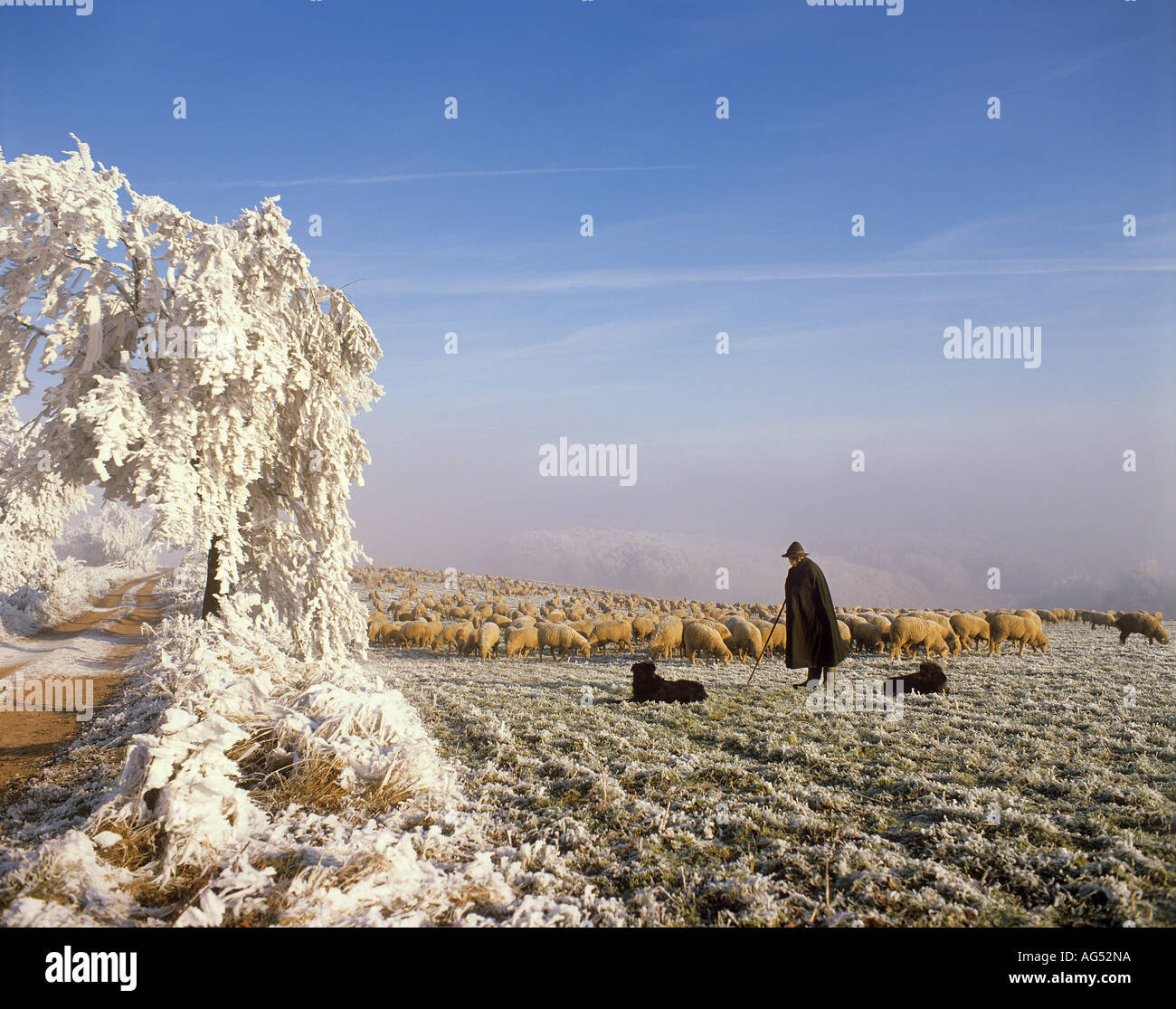 shepherd with dogs and herd of sheep - in snow Stock Photo - Alamy