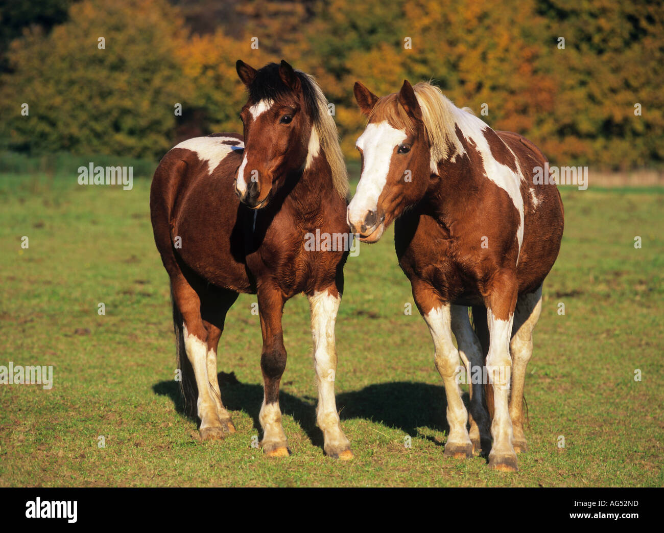Two paint horses hi-res stock photography and images - Alamy
