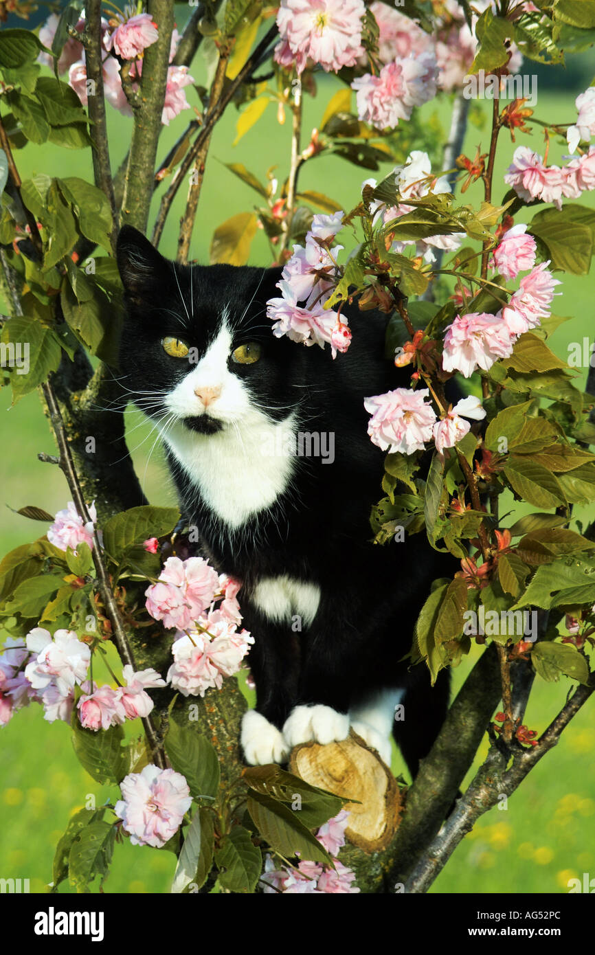 Domestic cat cherry tree hi-res stock photography and images - Alamy