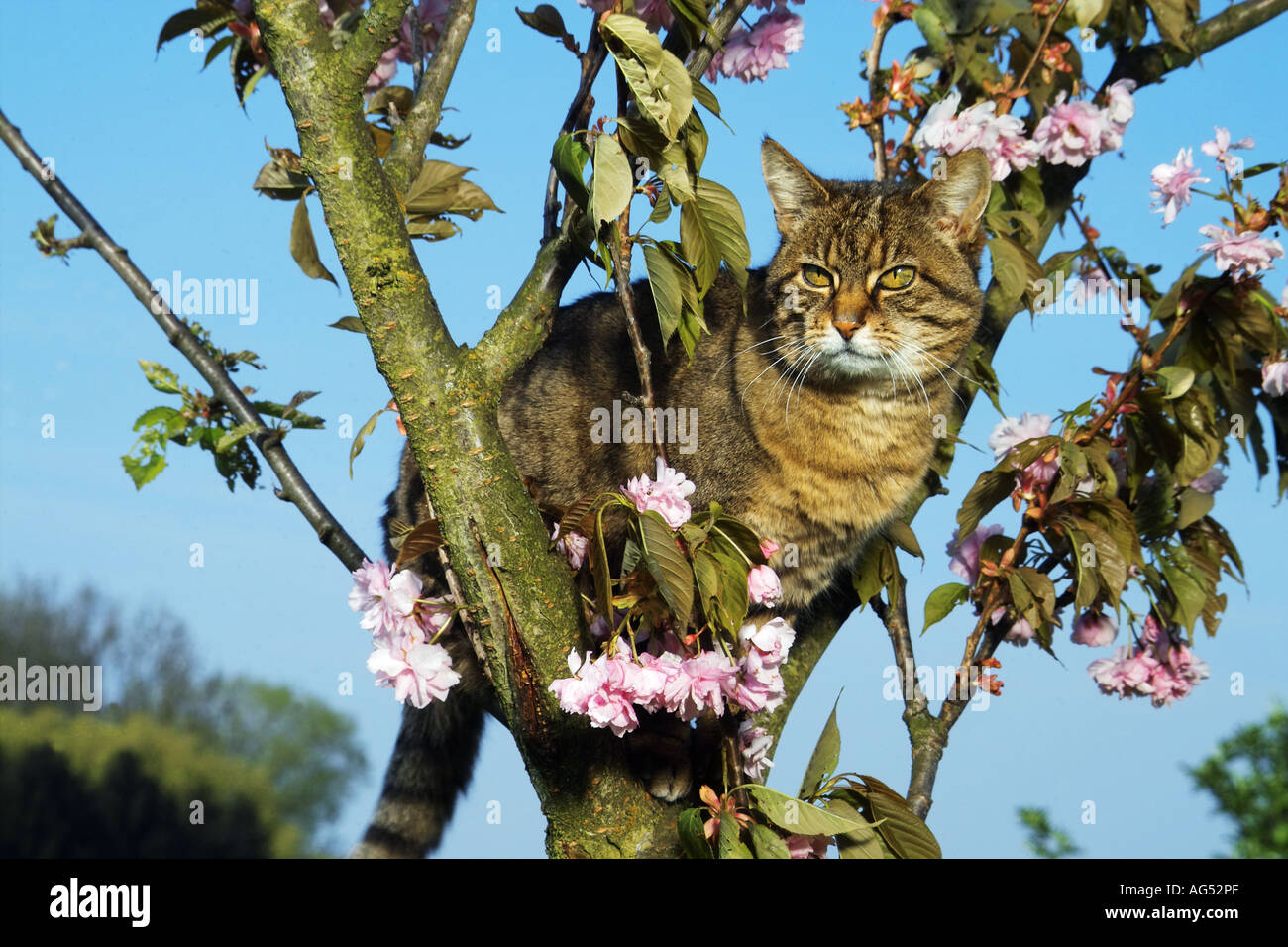 Domestic cat cherry tree hi-res stock photography and images - Alamy