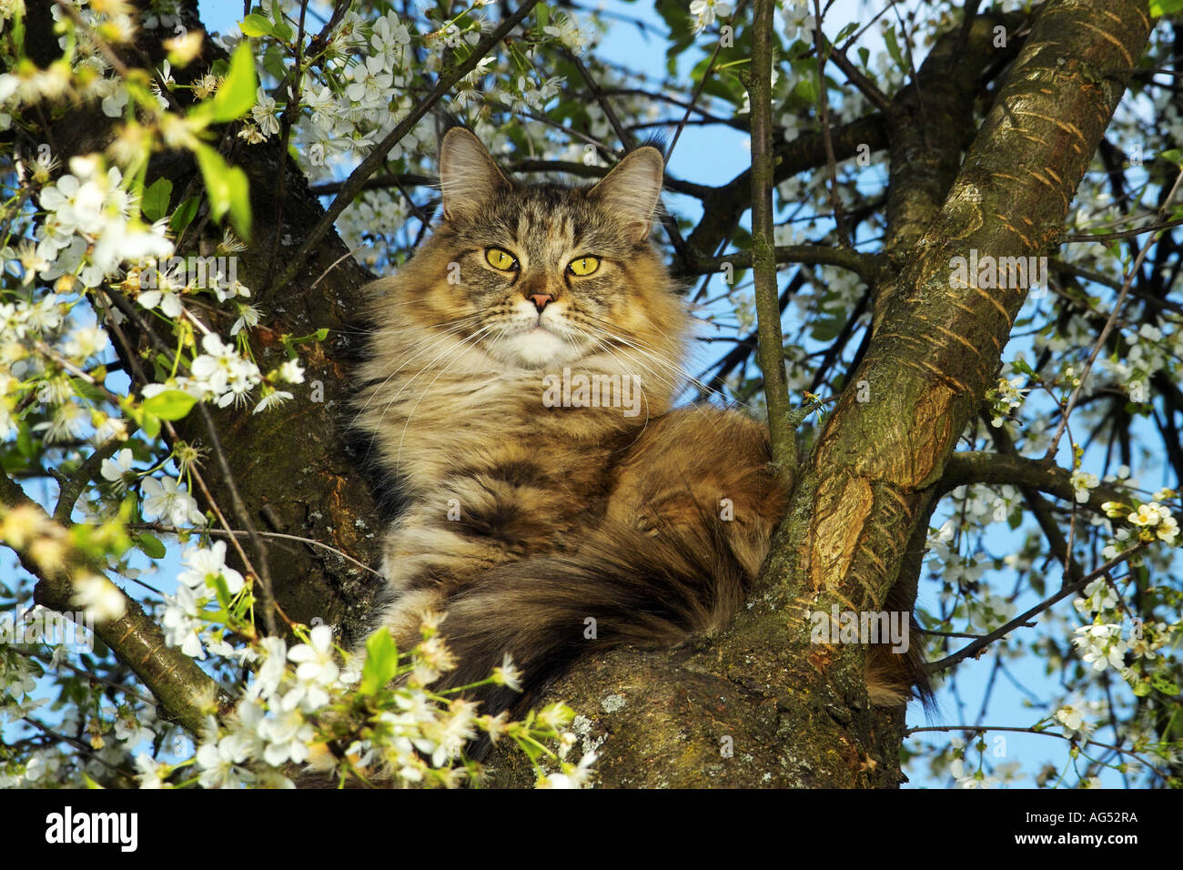Maine Coon on tree Stock Photo - Alamy