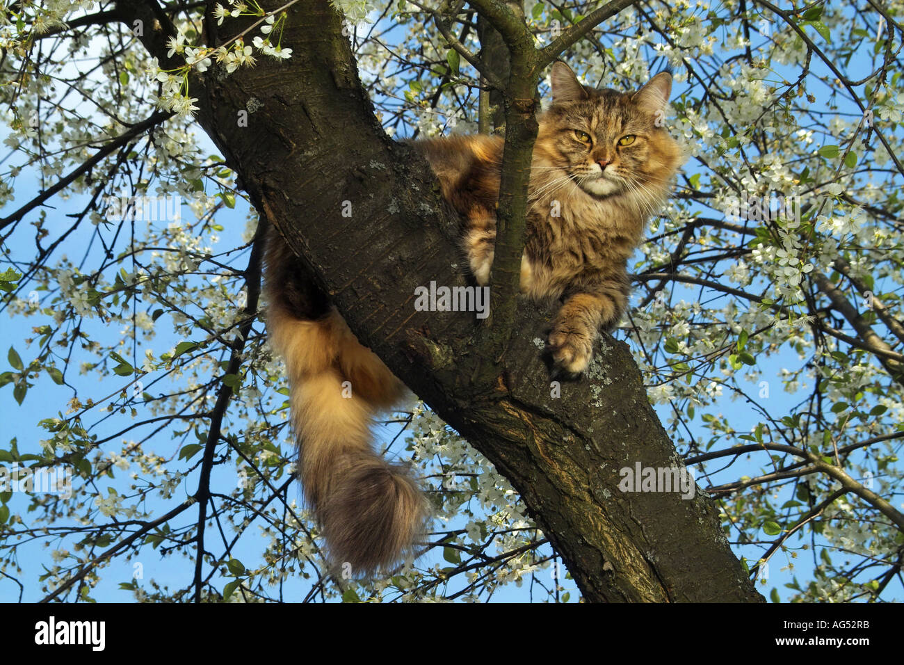Maine Coon on tree Stock Photo - Alamy