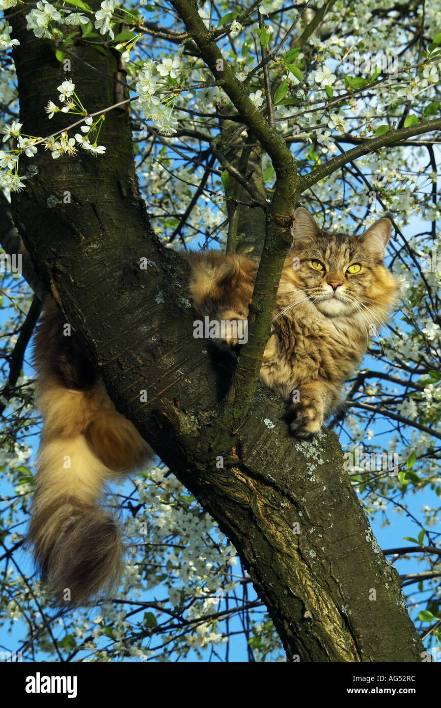 Maine Coon on tree Stock Photo - Alamy