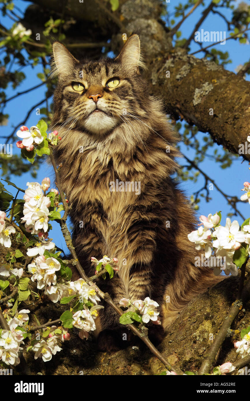 Maine Coon on tree Stock Photo - Alamy