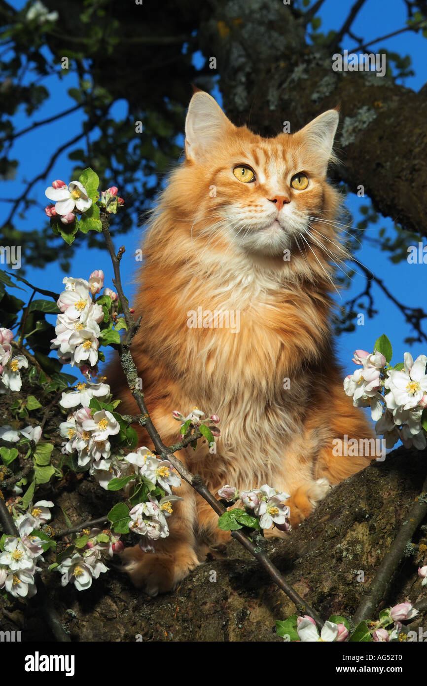 Maine Coon on tree Stock Photo - Alamy