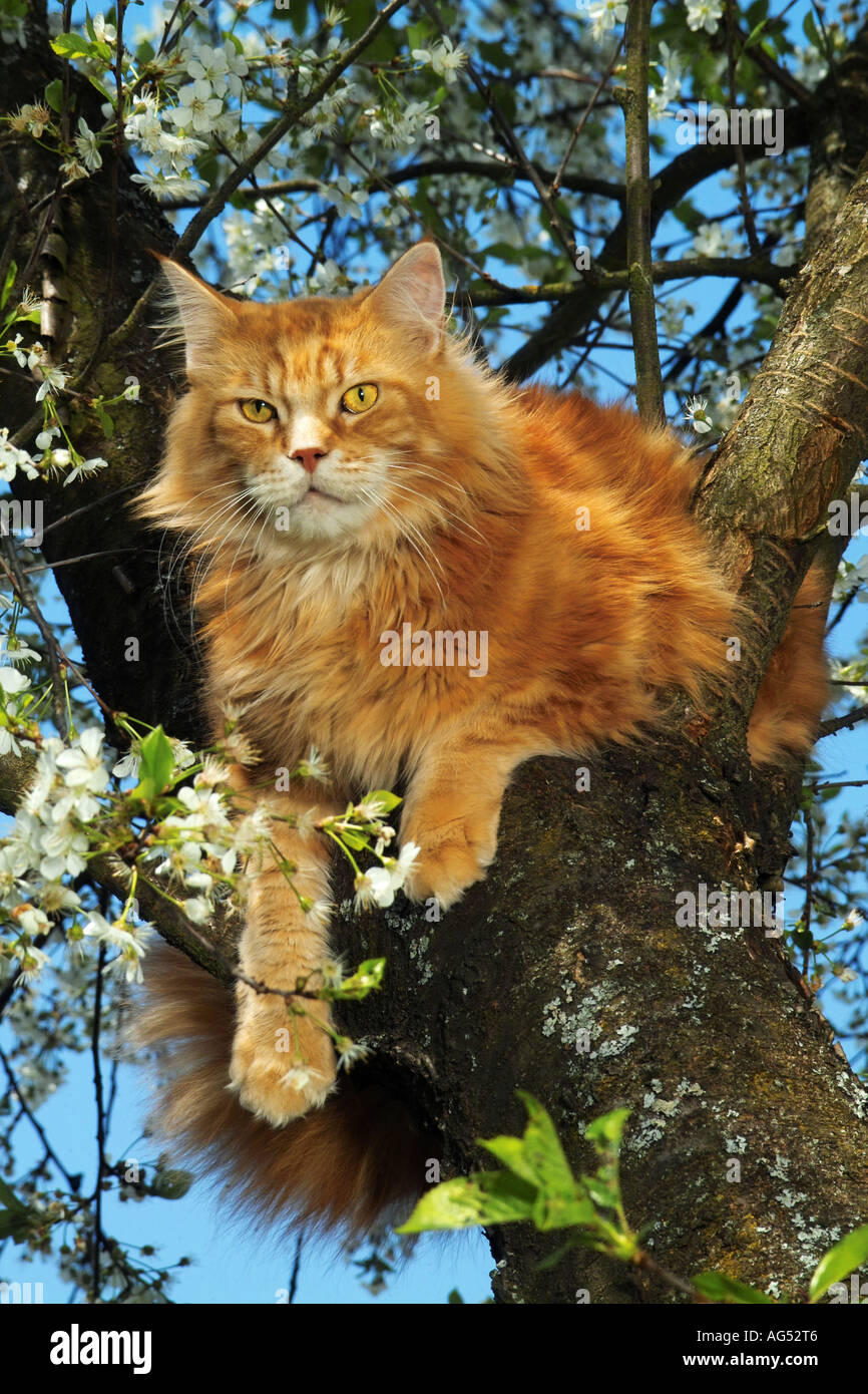 Maine Coon. Red tabby adult in a tree Stock Photo - Alamy
