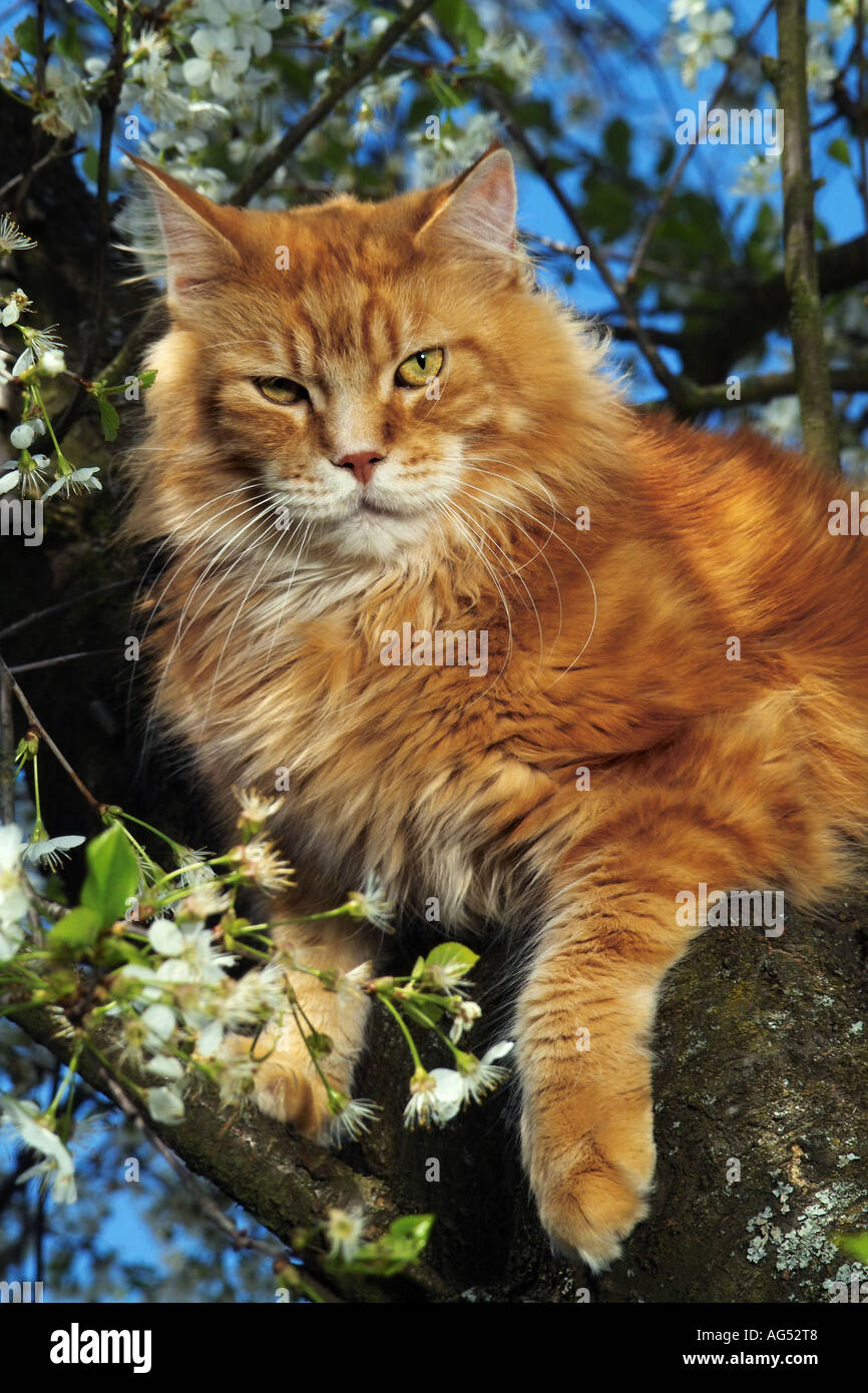 Maine Coon on tree Stock Photo - Alamy