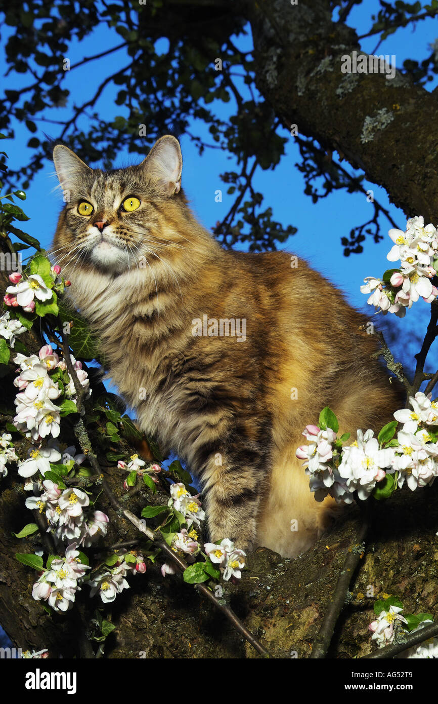 Maine Coon on tree Stock Photo - Alamy