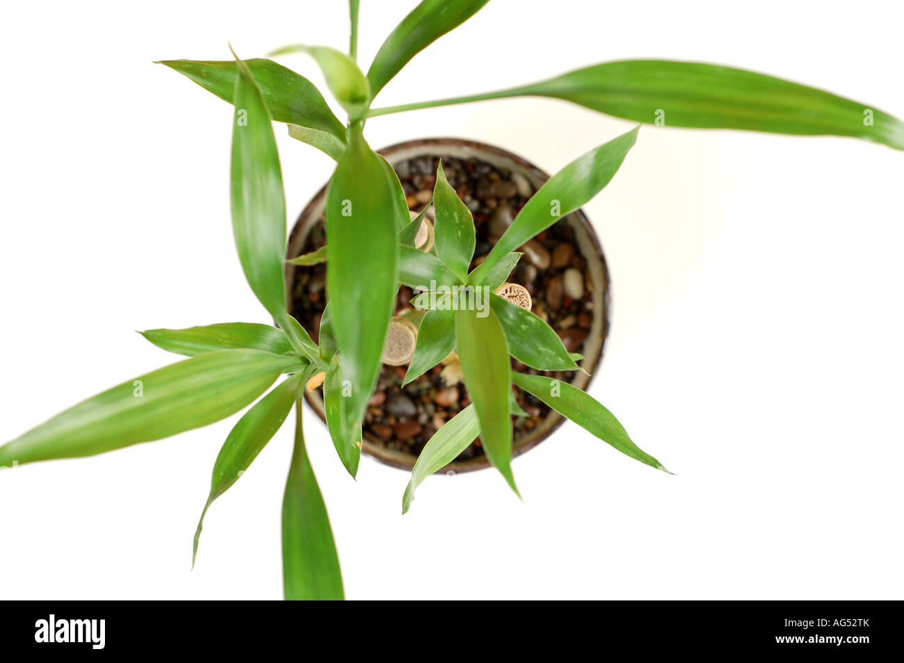 Beautiful Bamboo plant from above on white background Stock Photo - Alamy