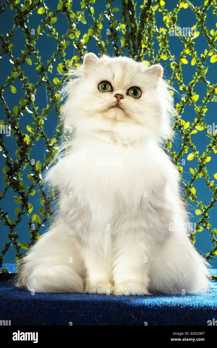 Silver shaded persian hi-res stock photography and images - Alamy