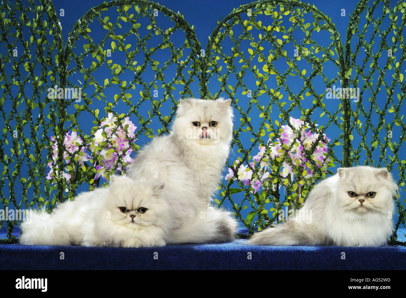 three Persian cats ( silver shaded Stock Photo - Alamy