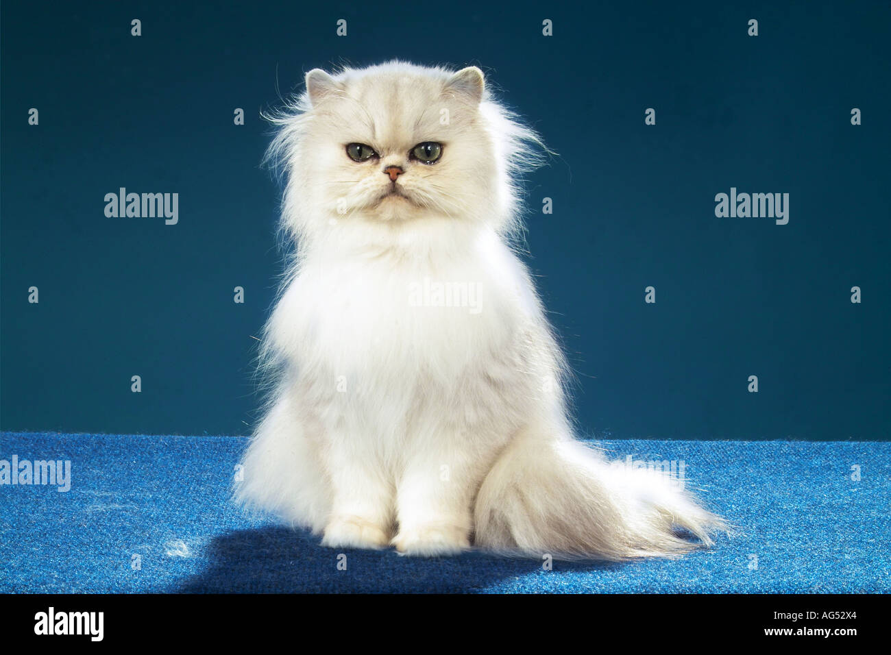 Persian cat ( silver shaded ) - sitting Stock Photo - Alamy