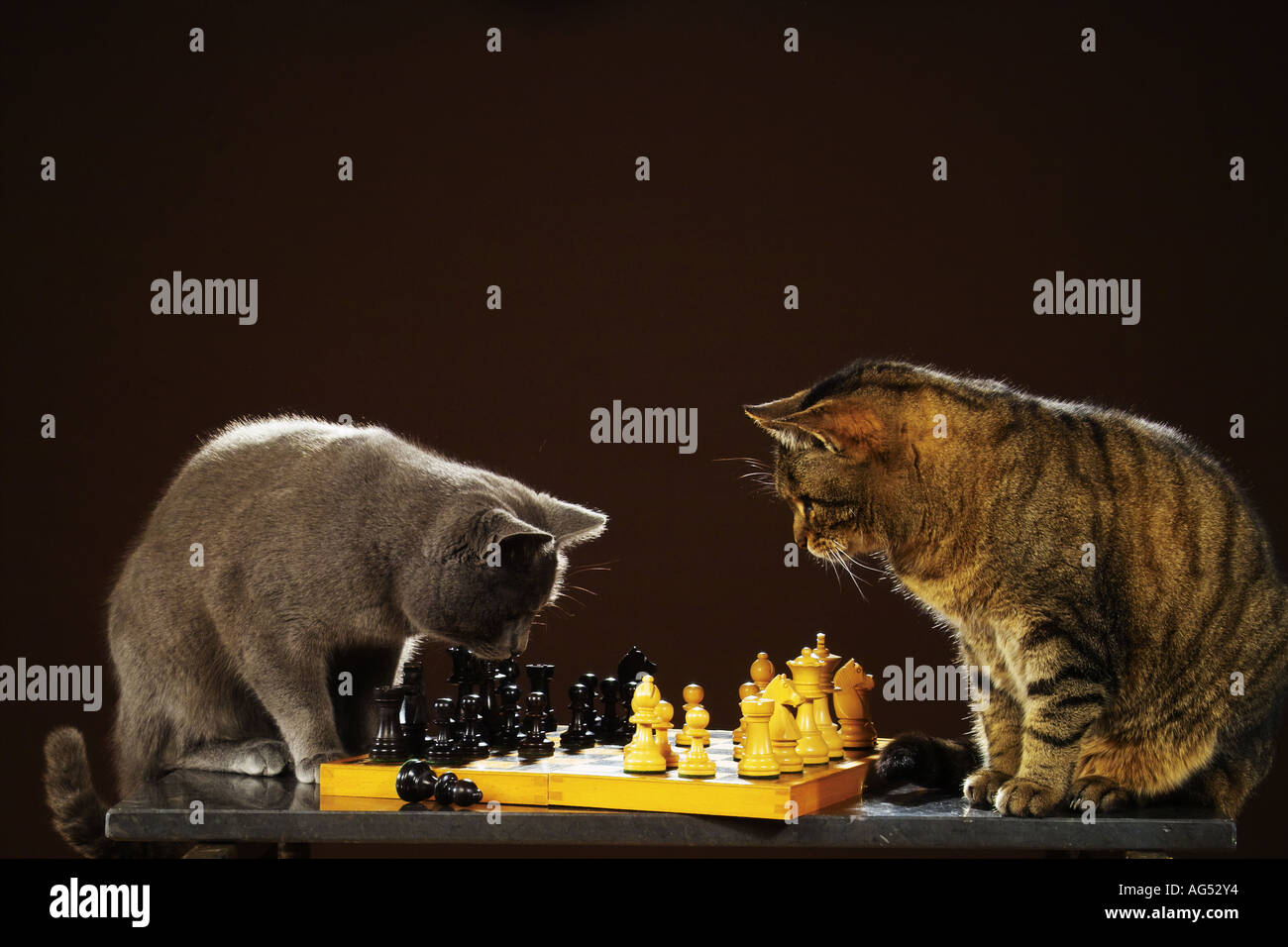 Cats playing chess hi-res stock photography and images - Alamy