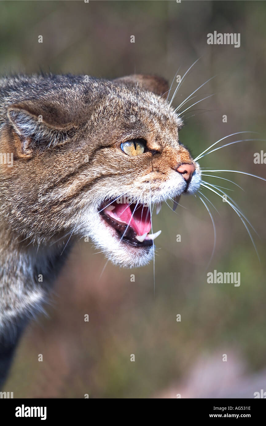 Scottish wildcat endangered hi-res stock photography and images - Alamy