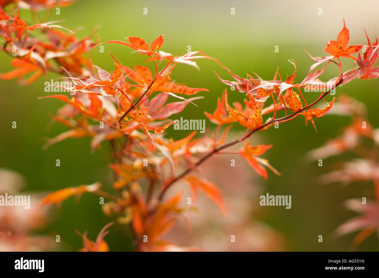 A Japanese Maple Tree Stock Photo - Alamy
