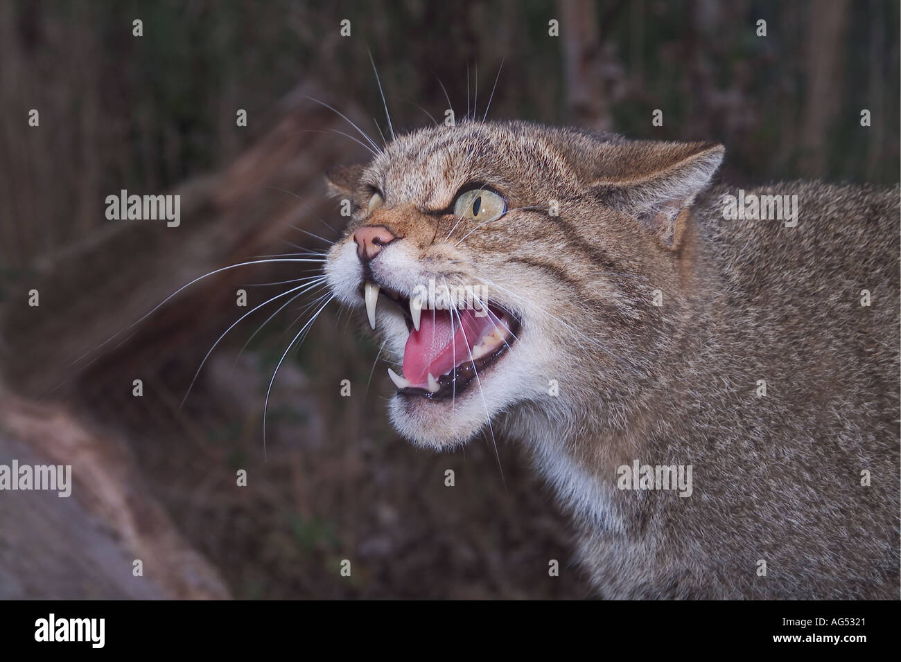 Scottish Wild Cat snarling Stock Photo - Alamy