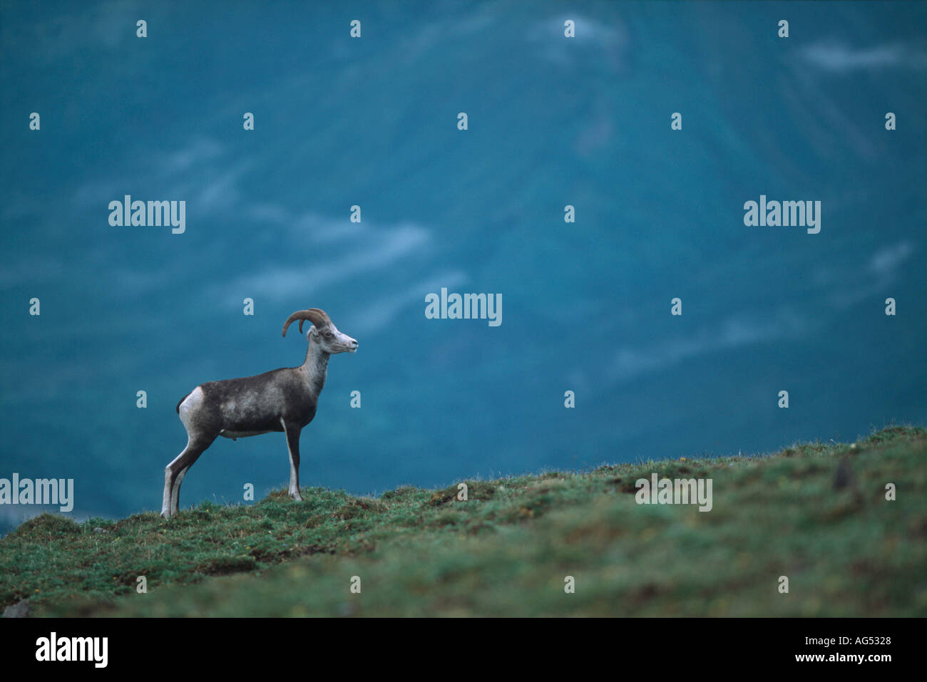 Dall s Sheep Stone Sheep Muskwa Kechika British Columbia Canada Stock ...