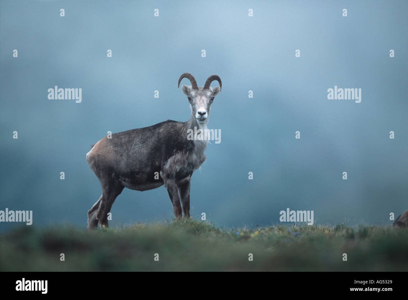 Dalls Sheep (AKA) Stone Sheep Muskwa Kechika British Columbia Canada ...