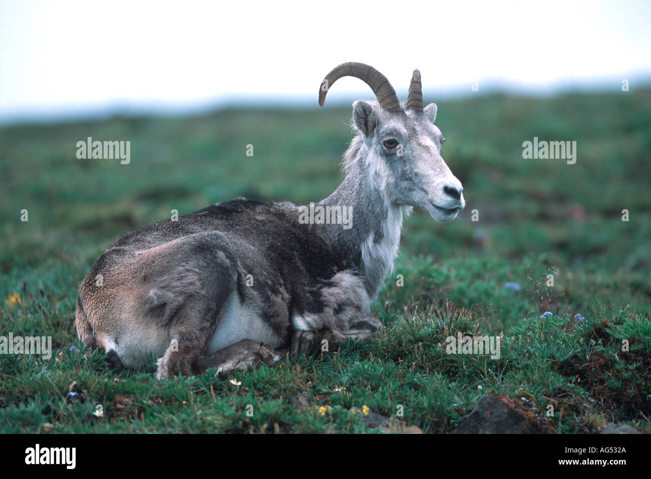 Dall s Sheep Stone Sheep Muskwa Kechika British Columbia Canada Stock ...