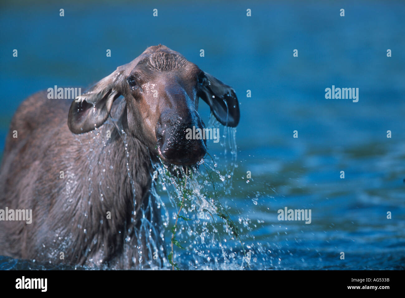 Cow Moose Alces alces feeding in Blue Lake Muskwa Kechika British ...