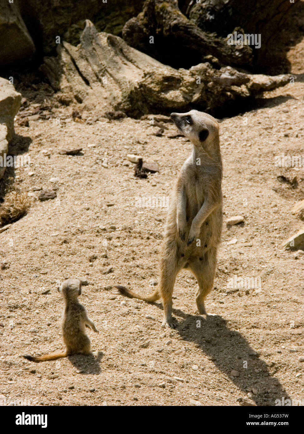 Female Meerkat with young standing Stock Photo - Alamy