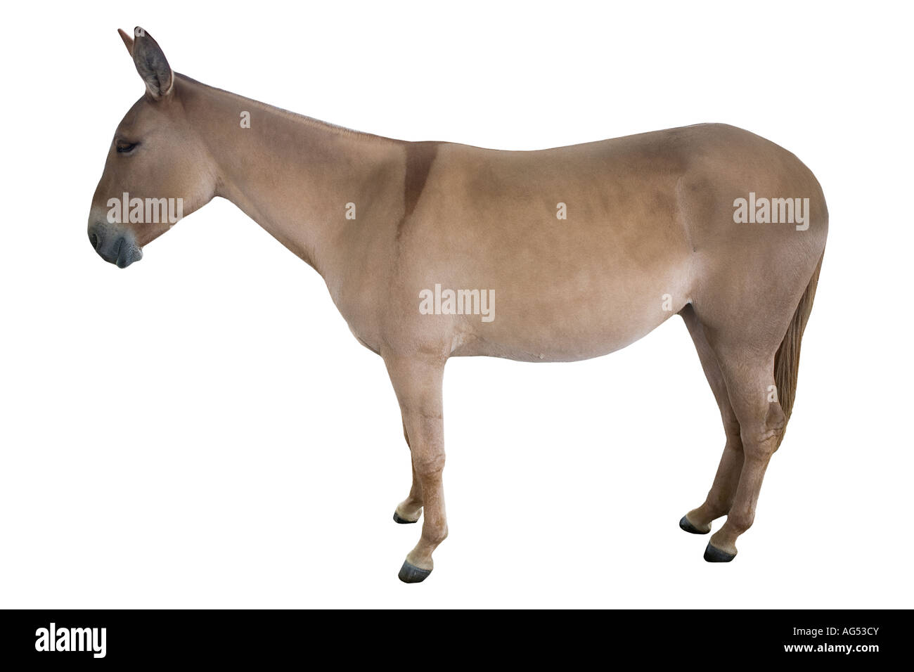 Dun colored mule isolated on white background Stock Photo - Alamy