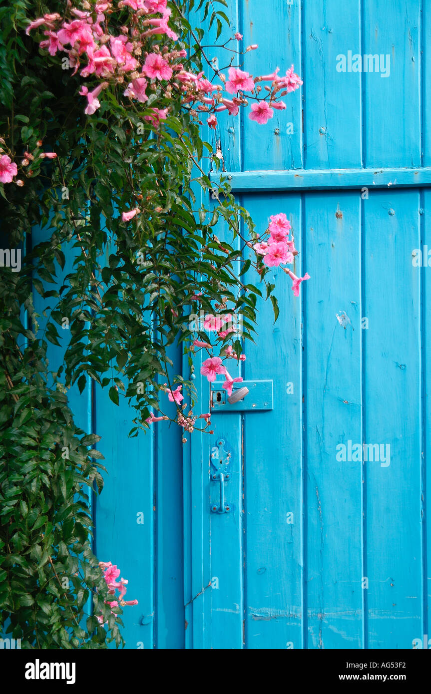 blue gate and pink flowers, brittany, france Stock Photo - Alamy