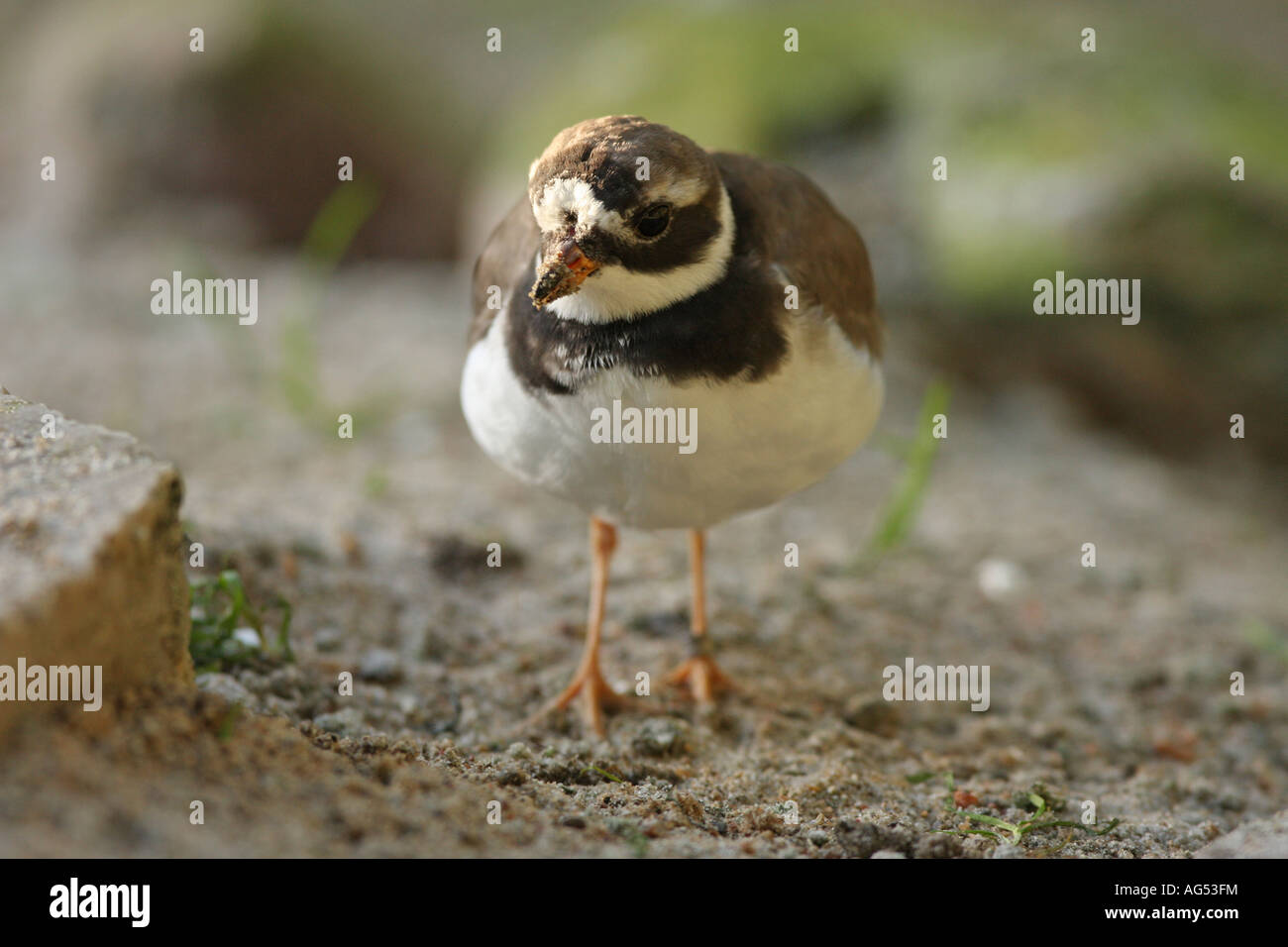 Ringed Plover - Charadrius hiaticula Stock Photo - Alamy