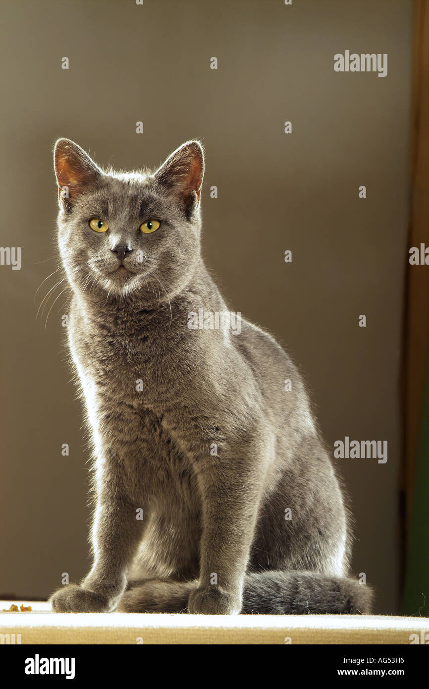 Carthusian cat - sitting - cut out Stock Photo - Alamy