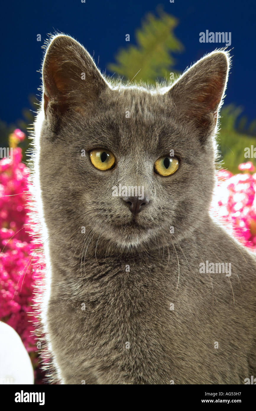 Carthusian cat - portrait Stock Photo - Alamy