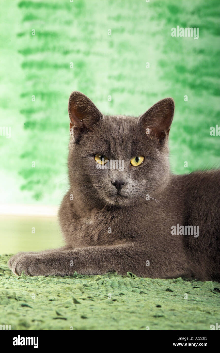 Carthusian cat - lying Stock Photo - Alamy
