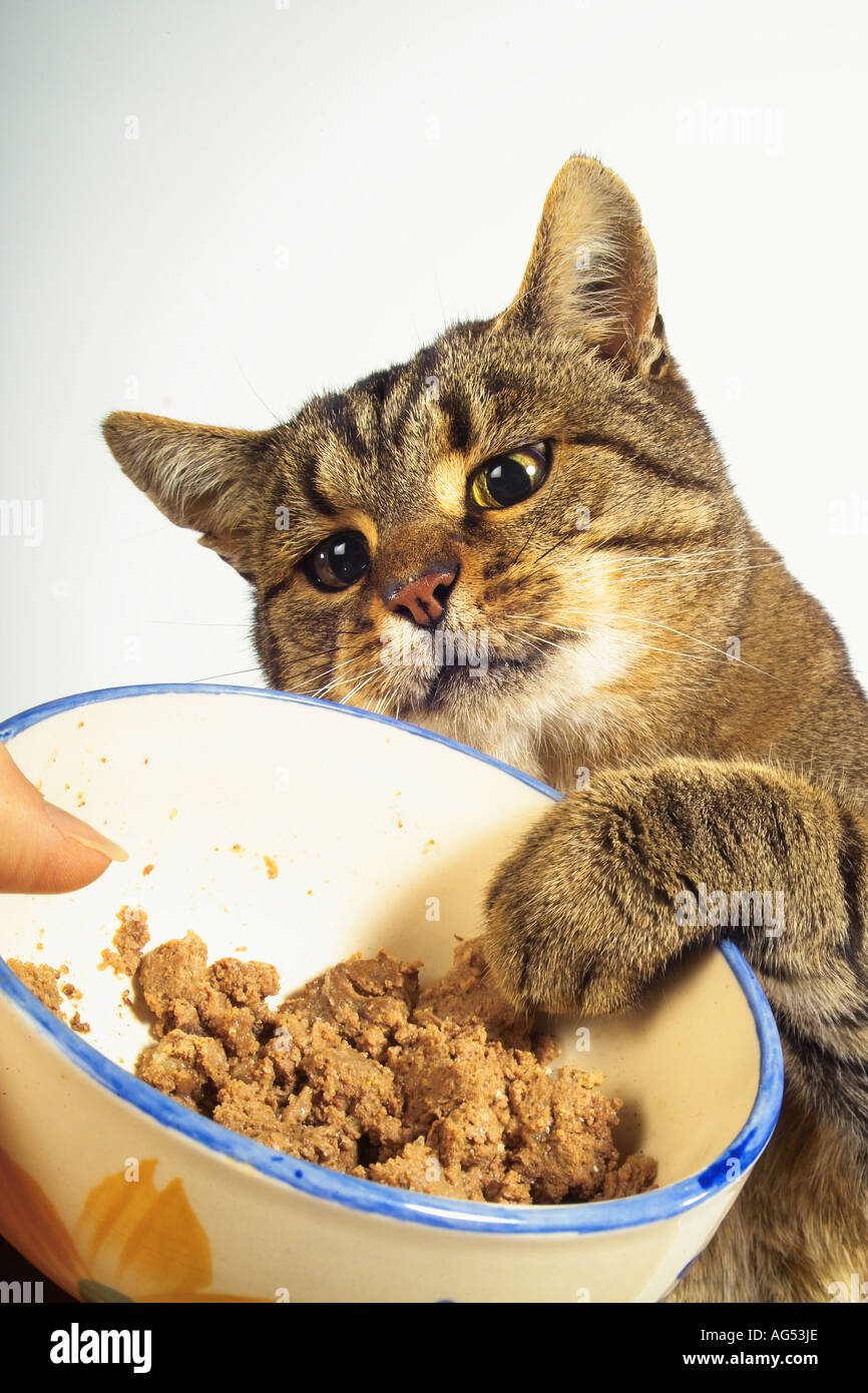 Portrait domestic hand held hi-res stock photography and images - Alamy