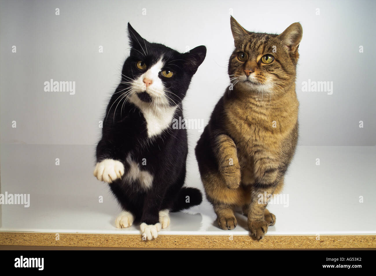 two domestic cats - sitting Stock Photo - Alamy