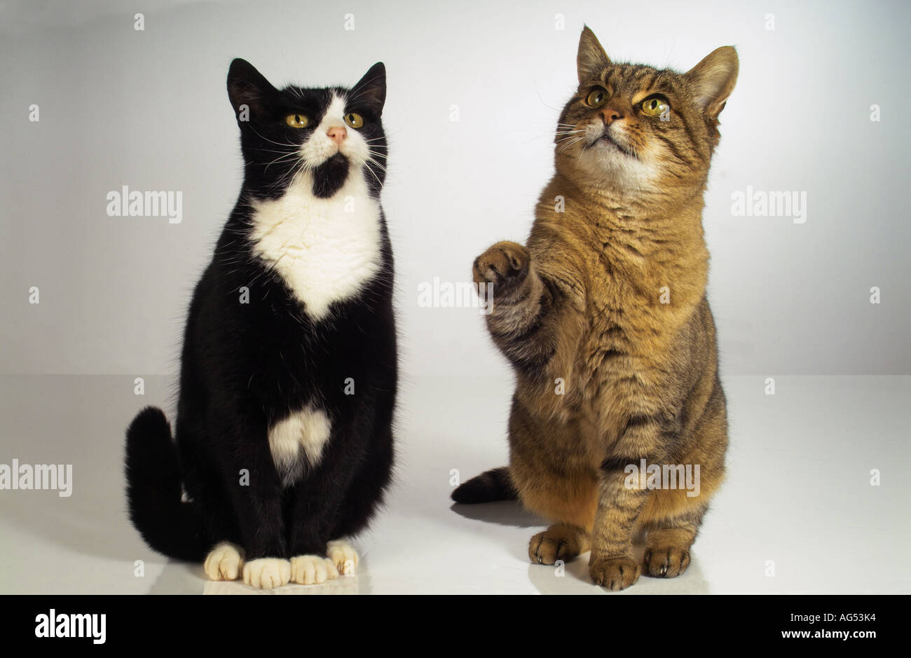 Sit to stand lift hi-res stock photography and images - Alamy