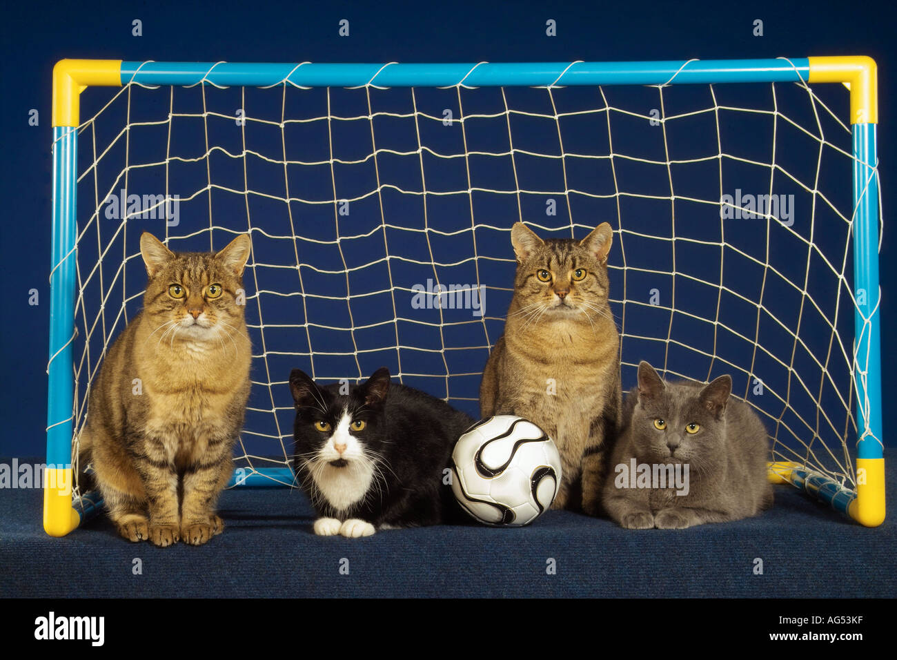 four cats in goal Stock Photo - Alamy