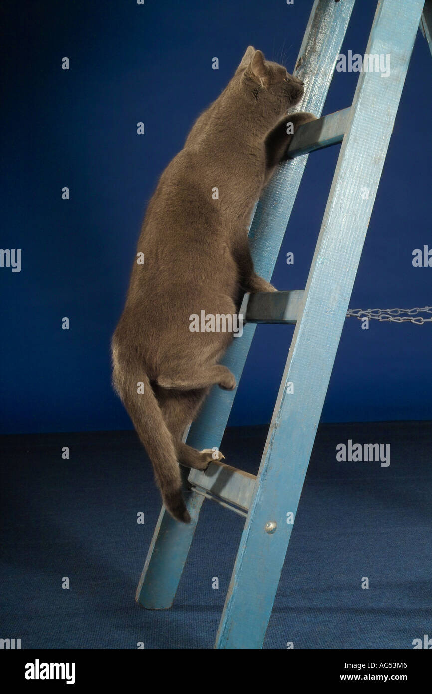 Cat ladder hi-res stock photography and images - Alamy